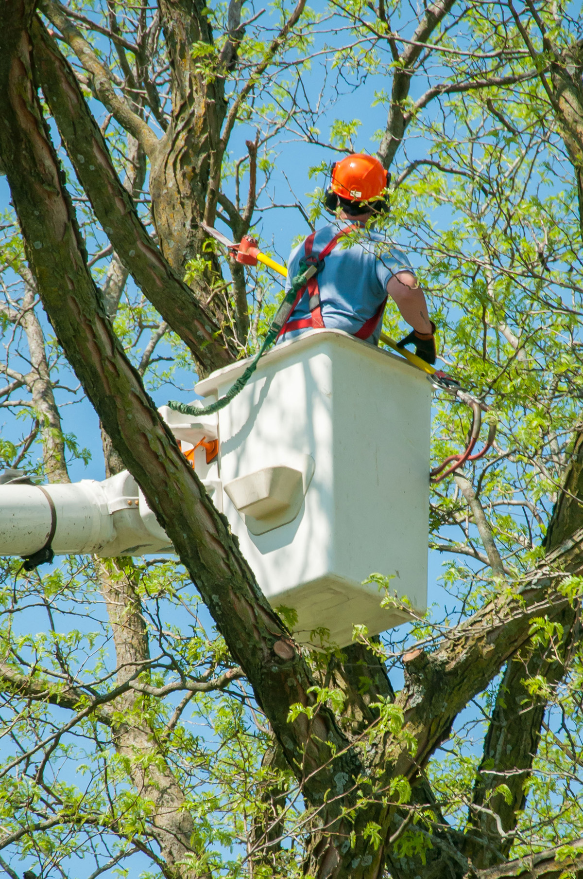 Jason's Tree Service Des Moines | Tree Services Including Trimming and ...